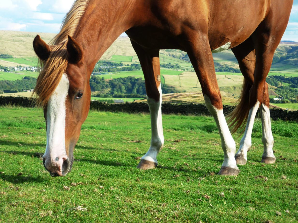 Equine Factsheets - Glasgow Equine Hospital & Practice