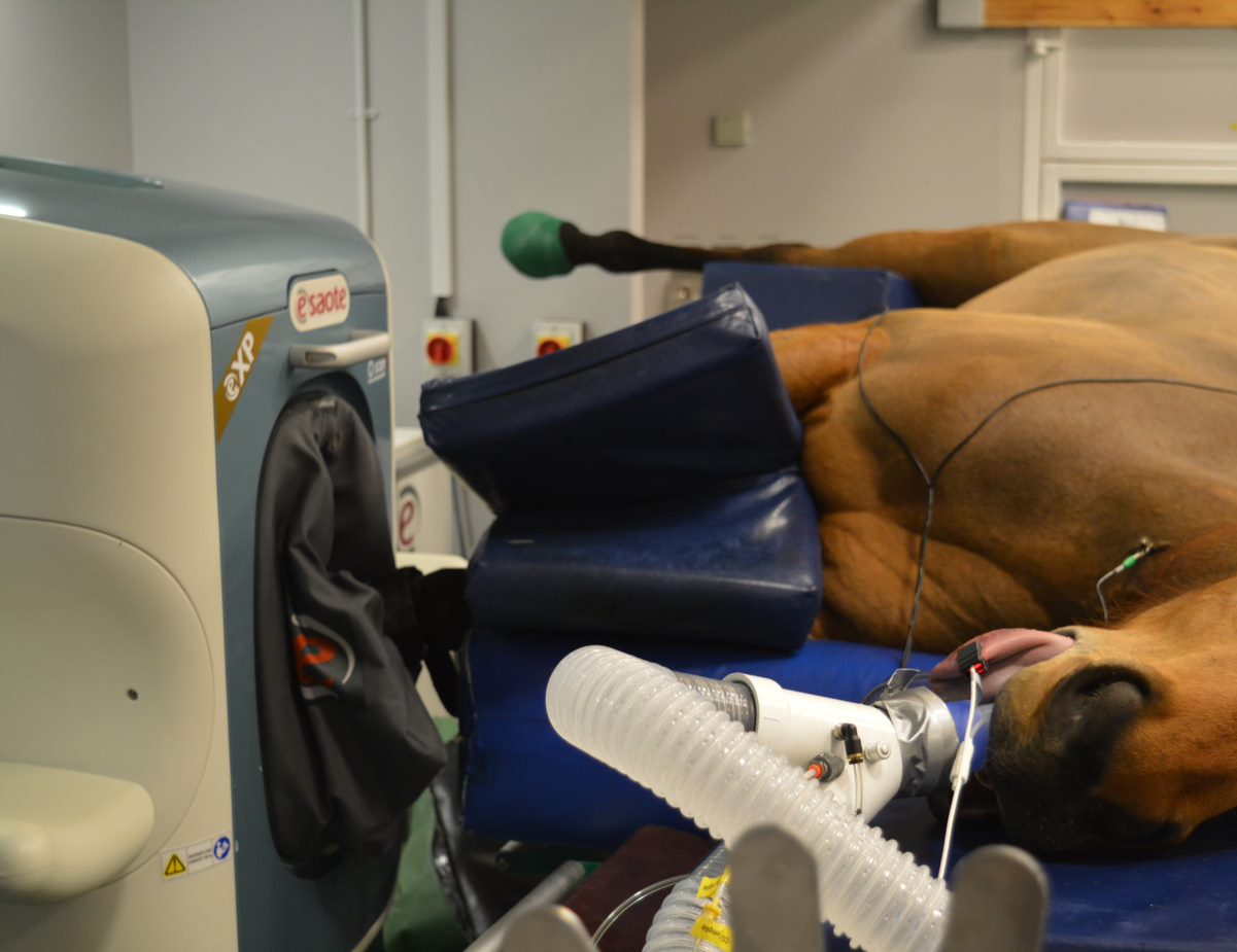 Diagnostic Imaging - Glasgow Equine Hospital & Practice