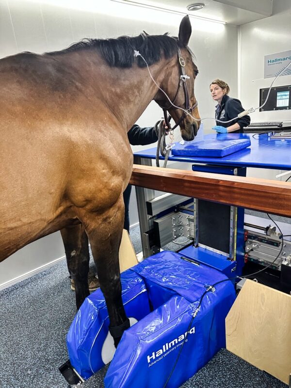Improving Understanding of Equine Lameness: Spiral Shoeing Research ...